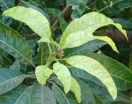 आँपमा खाद्यतत्वको कमीले देखिने समस्याहरु तथा व्यवस्थापन